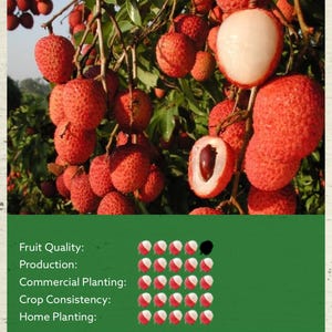 Mauritius Lychee Tree (air Layered) Fruits Sooner - Etsy