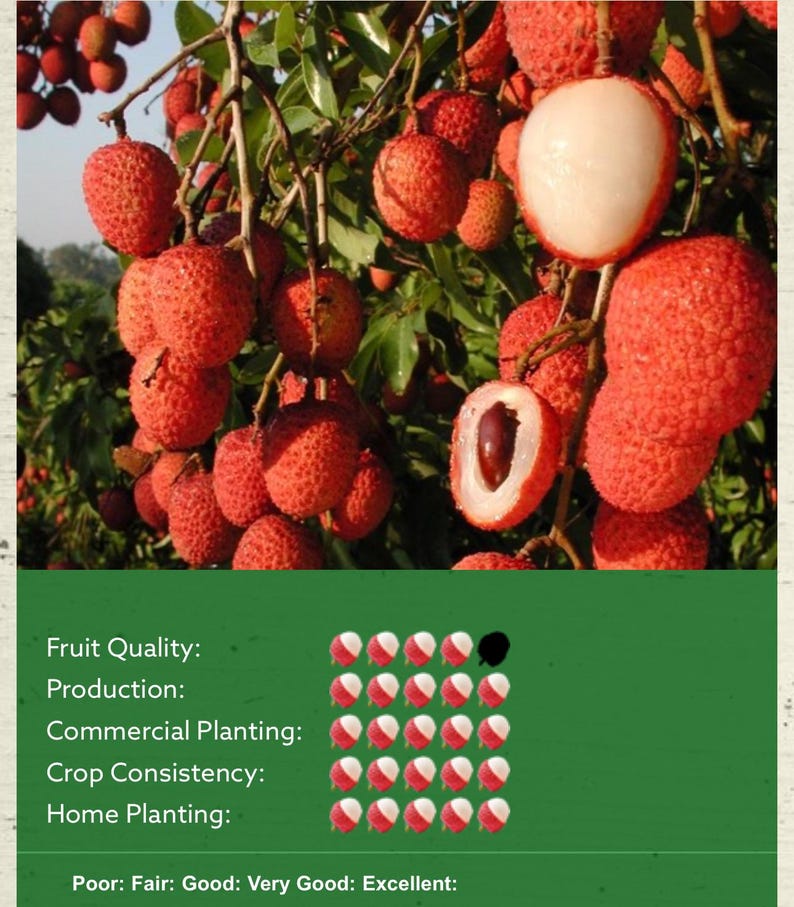 Mauritius Lychee Tree (air Layered) Fruits Sooner - Etsy