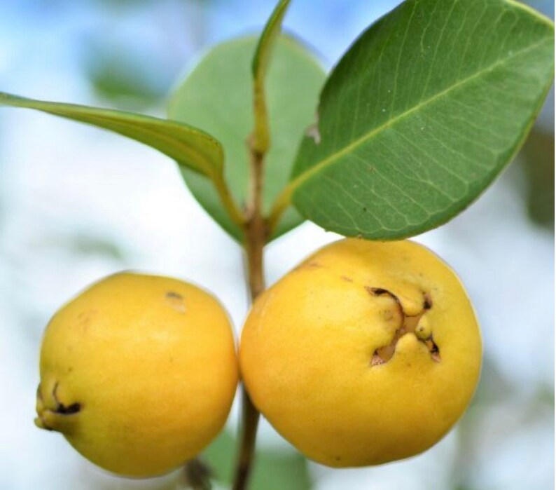 Cuttings / Live Plant of Lemon Cattley Guava | Etsy
