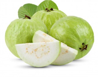 Mexican Guava - Etsy