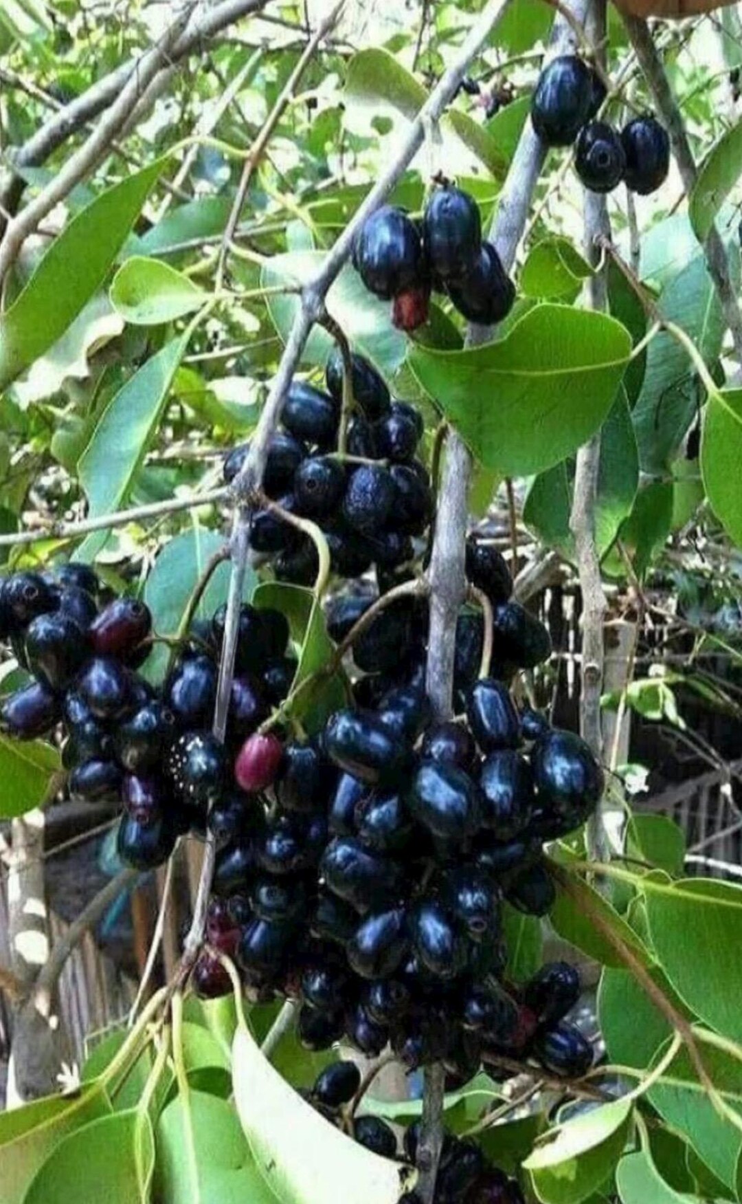 Java Plum Seedling, Also Known as Jamun, Jambolan, Malabar Plum, Ribena ...