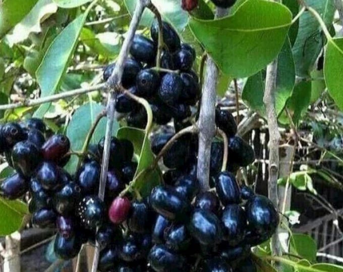 Java Plum Seedling, Also Known as Jamun, Jambolan, Malabar Plum, Ribena ...