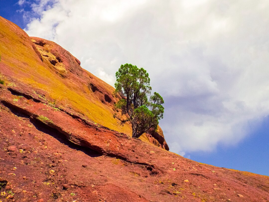 Red Rocks Photo Print, Colorado Photo Print, Tree Photo Print, Red ...