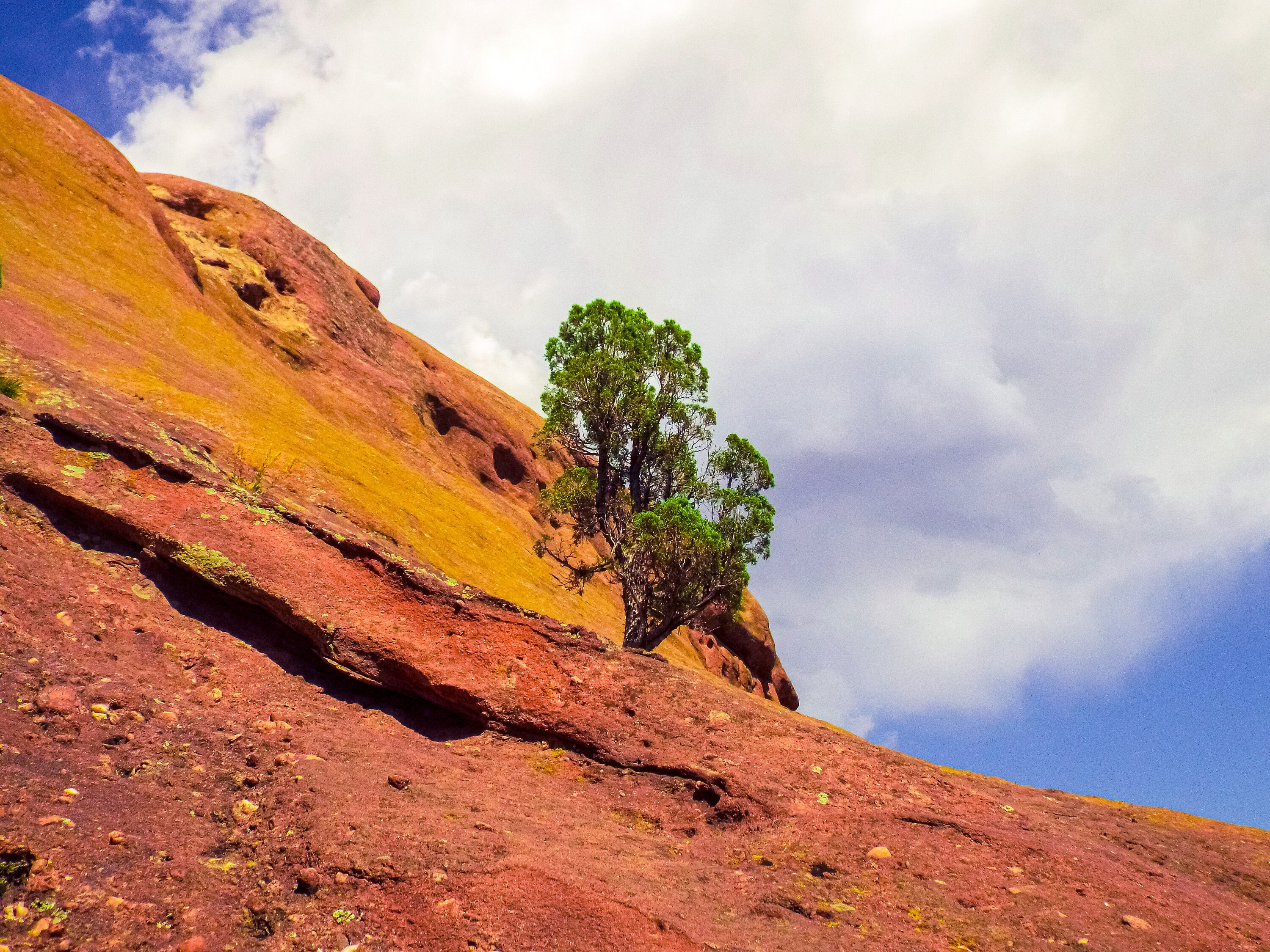 Red Rocks Photo Print, Colorado Photo Print, Tree Photo Print, Red ...