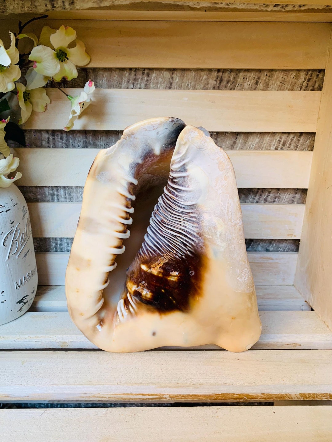 Large Conch Shell 8 1/2” Tiger Striped Beautiful Beach Decor Nature ...