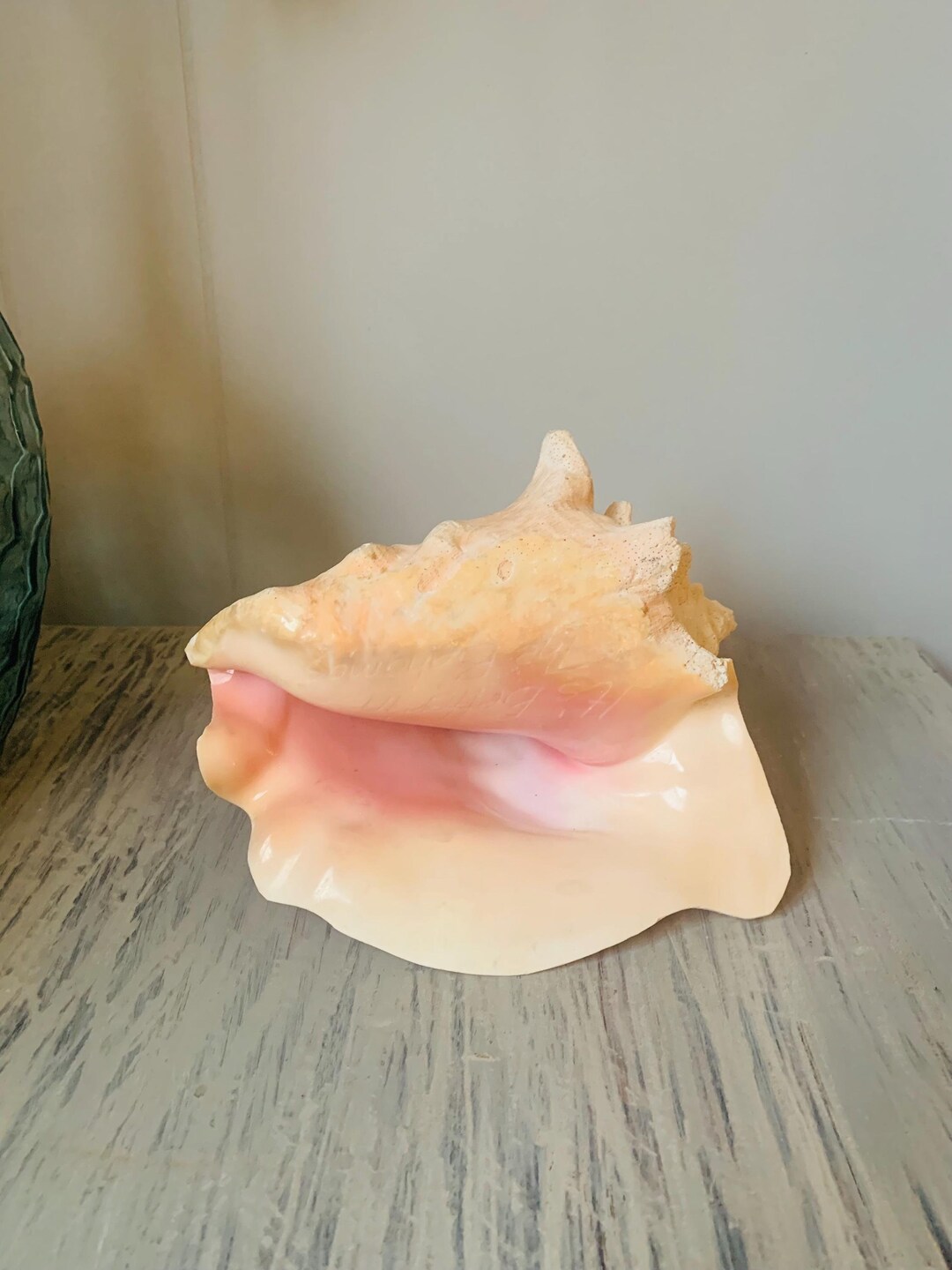 Large Queen Conch Shell Deep Pink Color Nautical Beach Decor Sea Horn ...