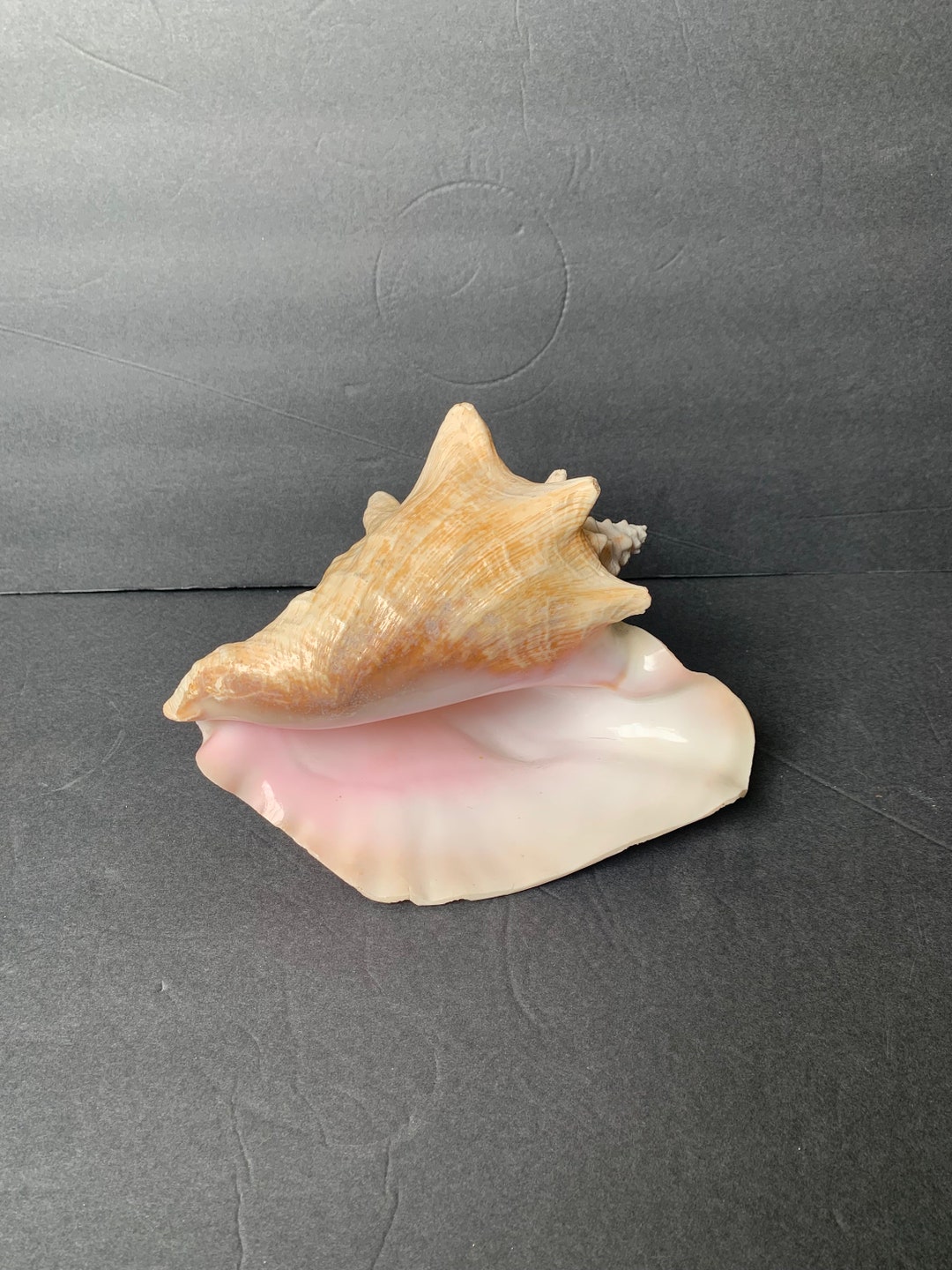 Large Queen Conch Shell Deep Pink Color Nautical Beach Decor Sea Horn ...
