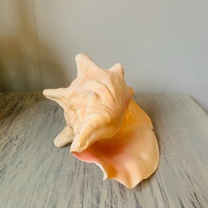 Large Queen Conch Shell Deep Pink Color Nautical Beach Decor Sea Horn ...