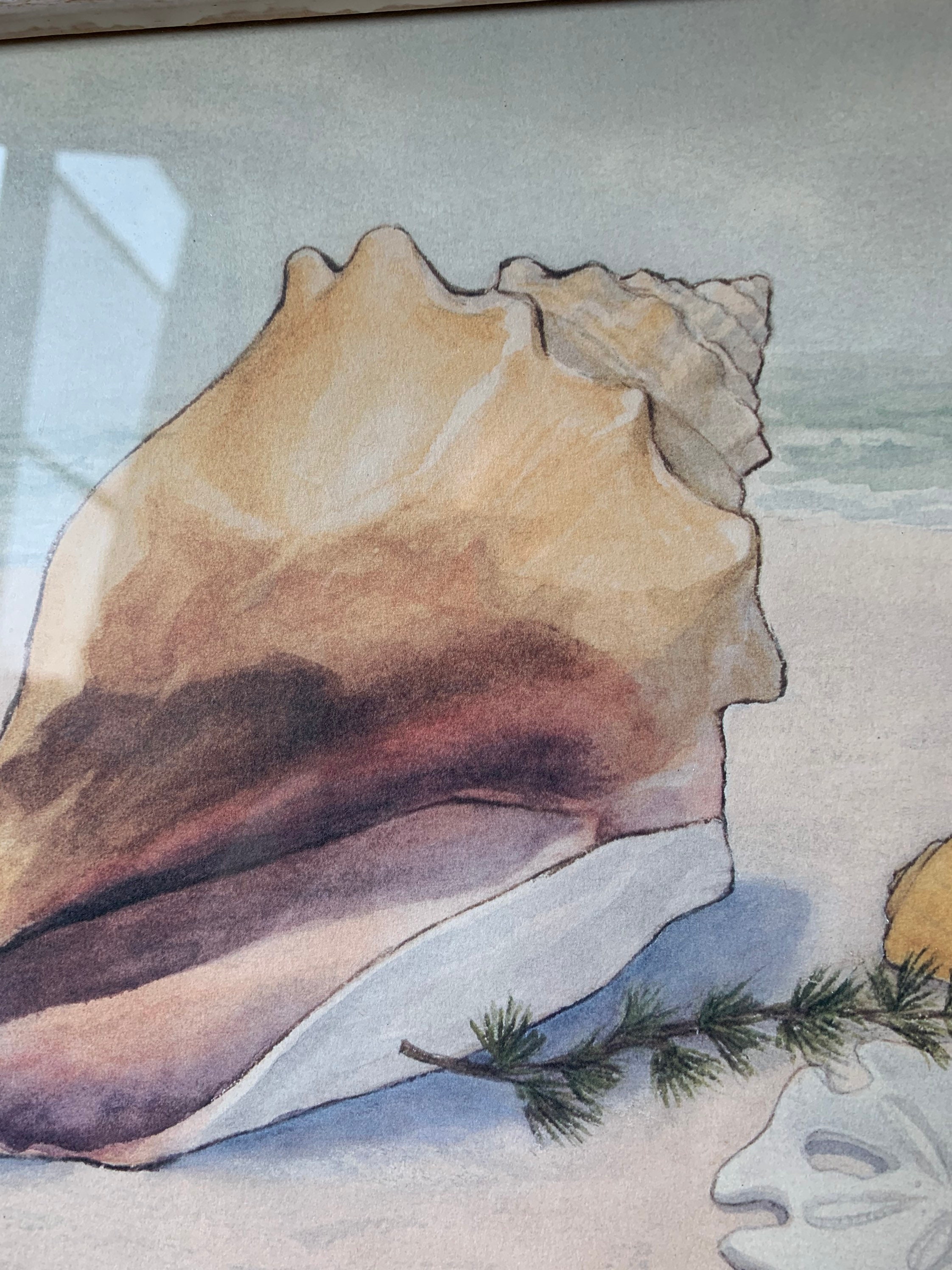 Beach Shells Watercolor Signed Framed Print By Barbara Fleri | Etsy