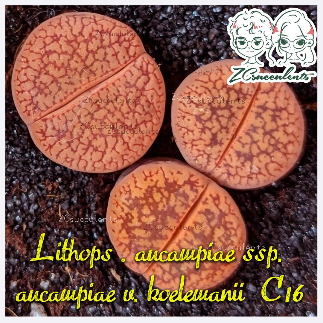 Lithops C16 L. Aucampiae Ssp. Aucampiae V. Koelemanii Succulents UK ...