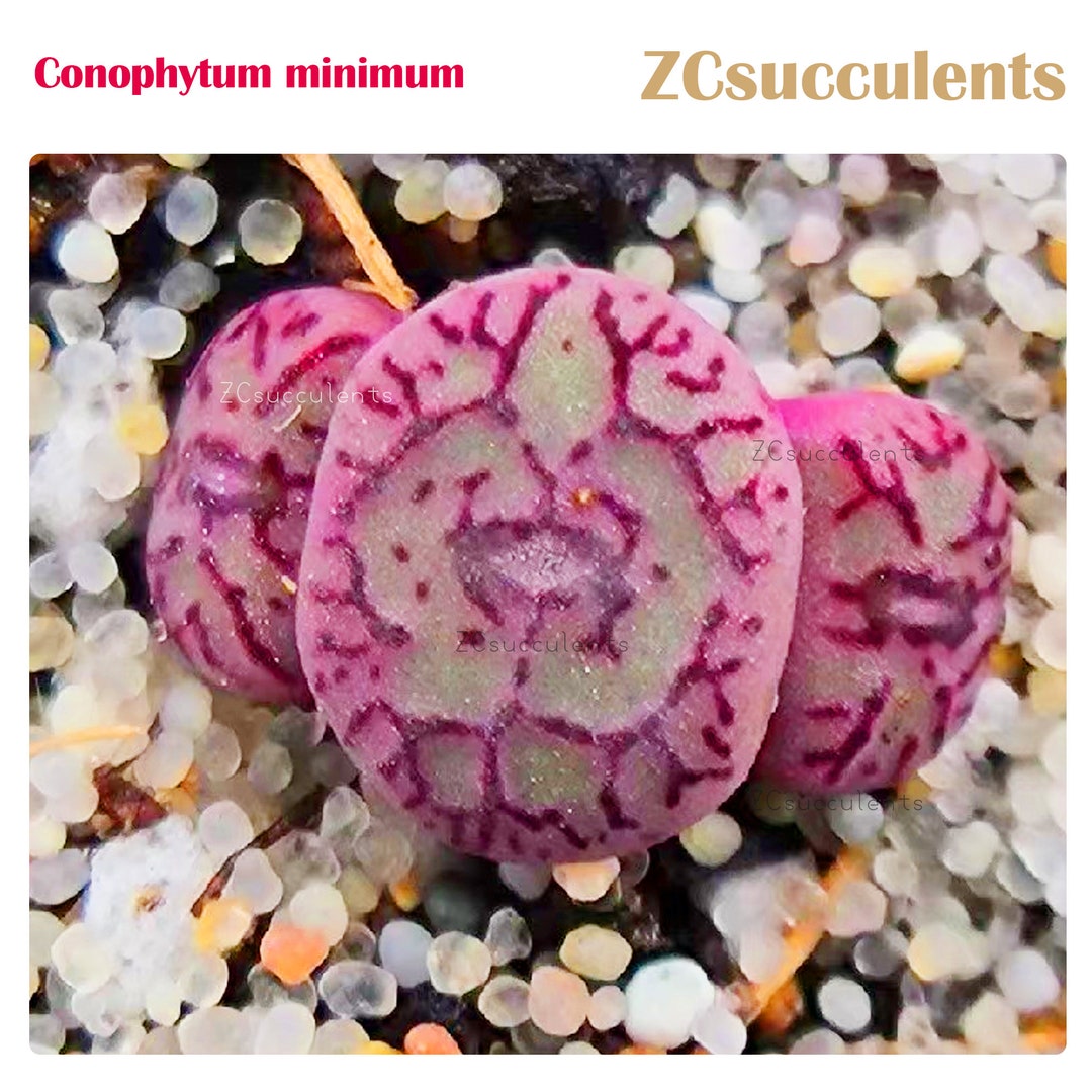 Conophytum Minimum 3-headed Succulent Plant 【NOT Lithops 】 Succulents ...