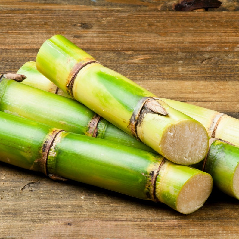 Sugarcane Nodes for Planting Organic Sugar Cane Root Stock - Etsy