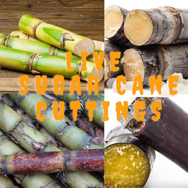 Sugarcane Nodes for Planting Organic Sugar Cane Root Stock - Etsy