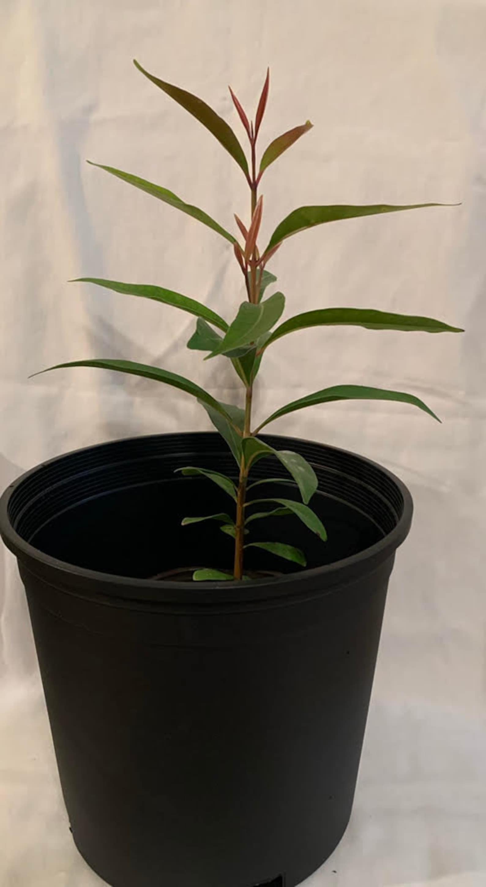 Healthy Jamun Plant 12-16 inches /Java Plum /Jamun / Organic | Etsy