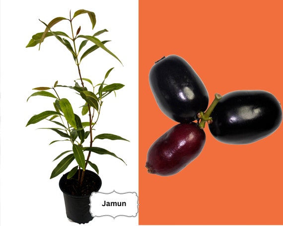Jambul Fruit Tree