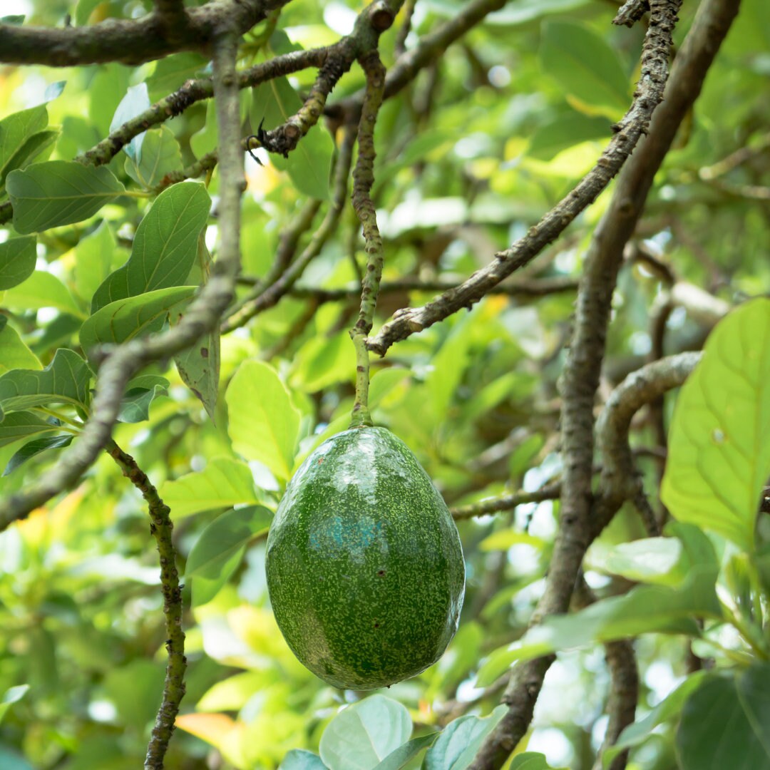 Live Avocado Plant Organic Healthy Root System 10-18 | Etsy