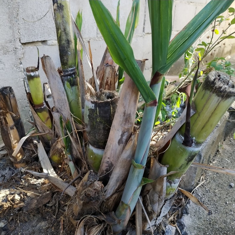 Sugarcane Nodes for Planting Organic Sugar Cane Root Stock - Etsy