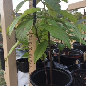 Hass Avocado Live Seedling Plant 12-18 Inch ,healthy Root System ...