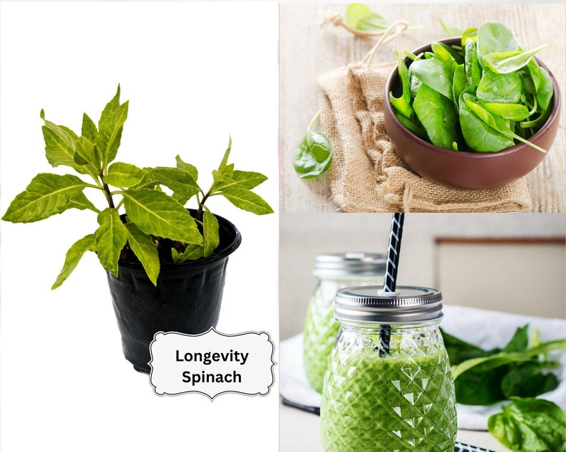 10-14'' Tall Longevity Spinach Plant – Organic Gynura Procumbens ...