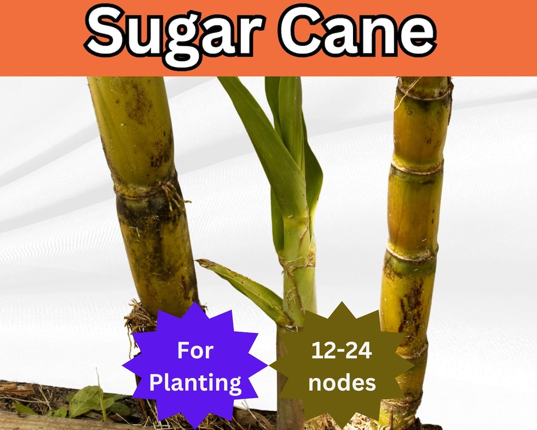 Sugarcane Nodes for Planting, Organic Sugar Cane Root Stock, Multi-node ...