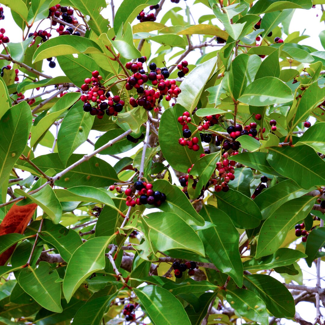 Healthy Jamun Plant 12-16 inches /Java Plum /Jamun / Organic | Etsy