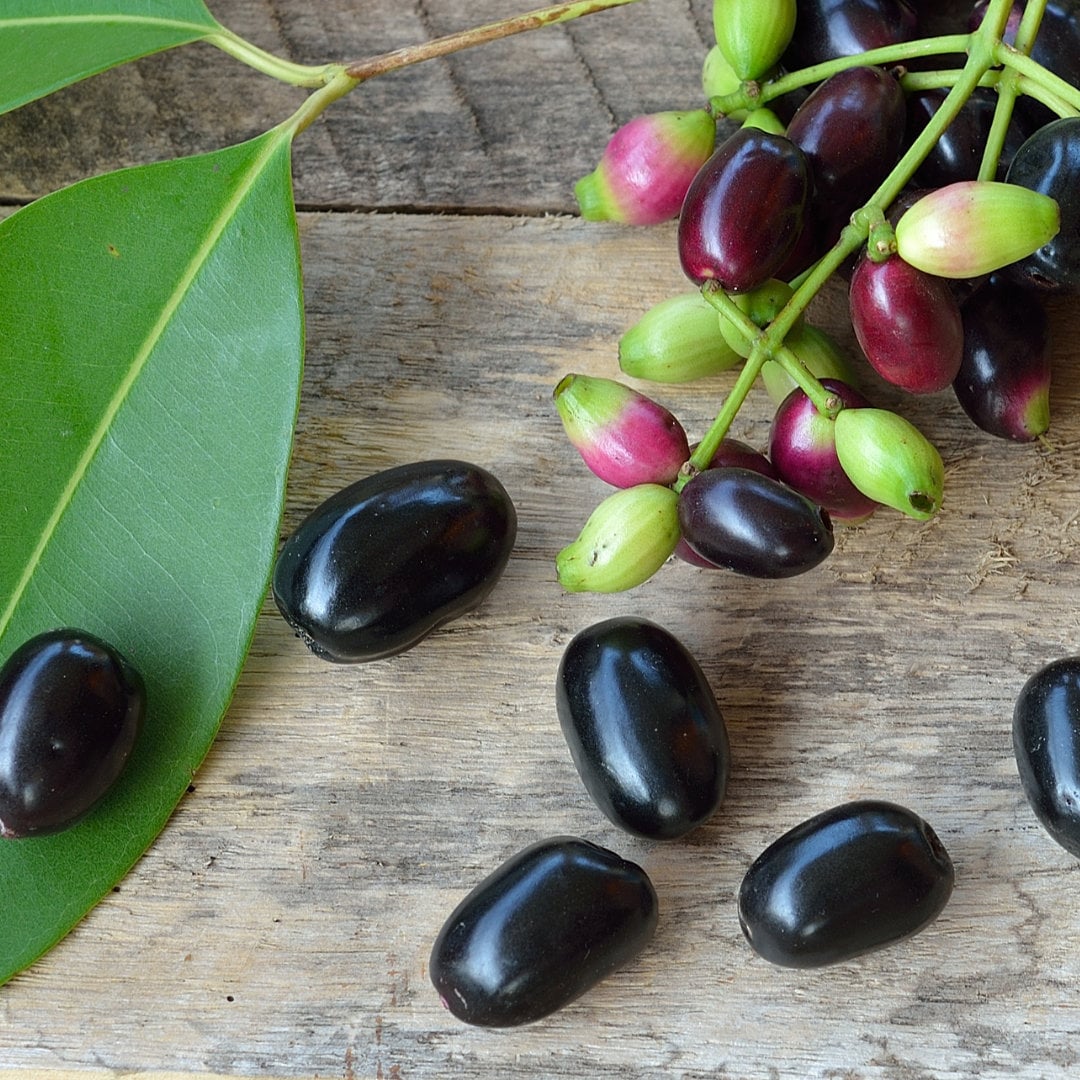 Jamun Fruit Tree