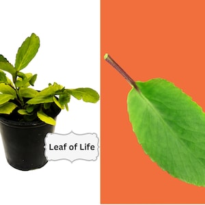 Organic Leaf of Life Plant (10-20 Inches) - Bryophyllum Pinnatum - Etsy