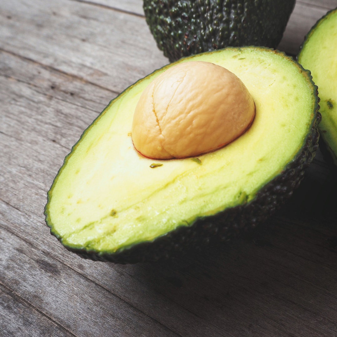 Live Avocado Plant Organic Healthy Root System 10-18 | Etsy