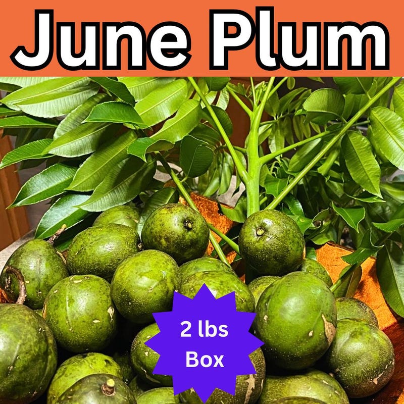 Hog Plum Fruiting - Etsy
