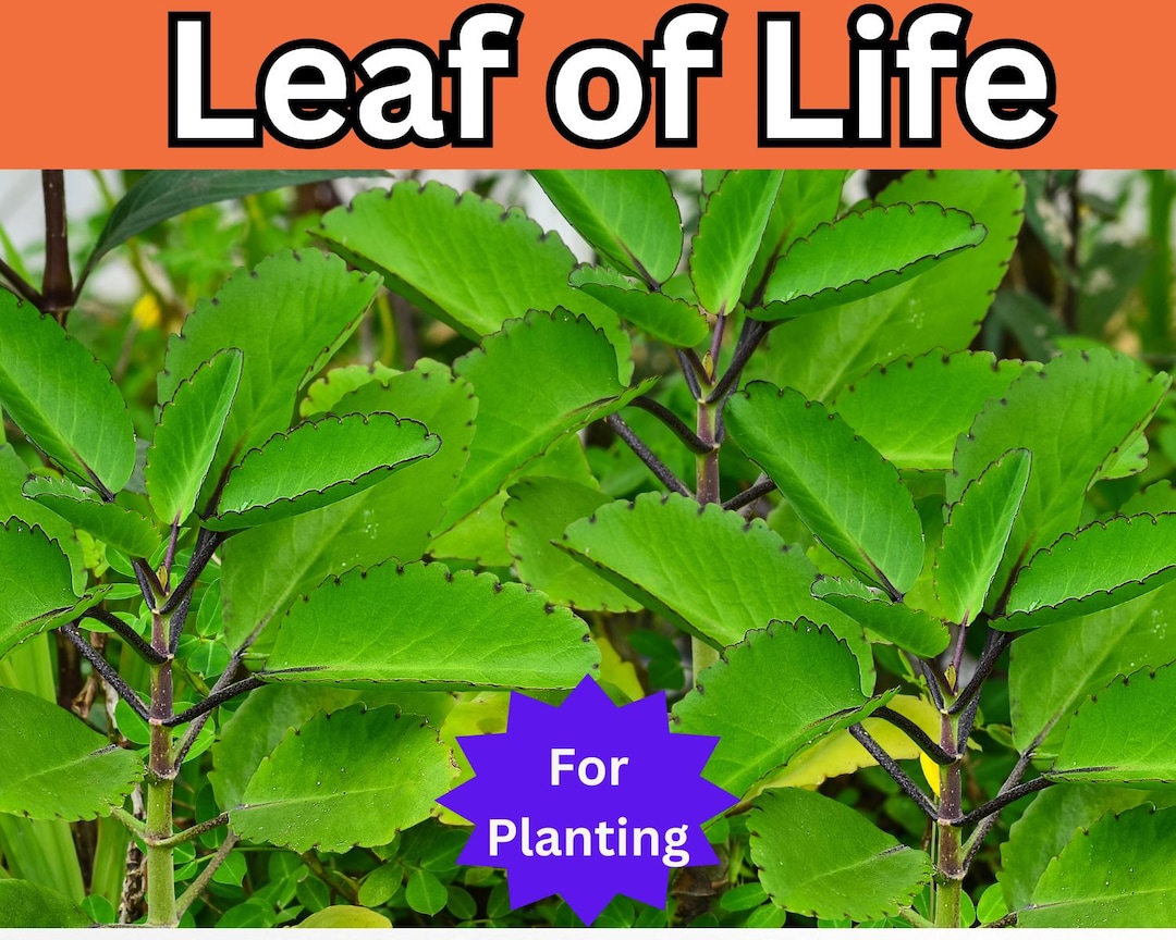 Organic Leaf of Life Plant (4-8 Inches) - Bryophyllum Pinnatum - Etsy
