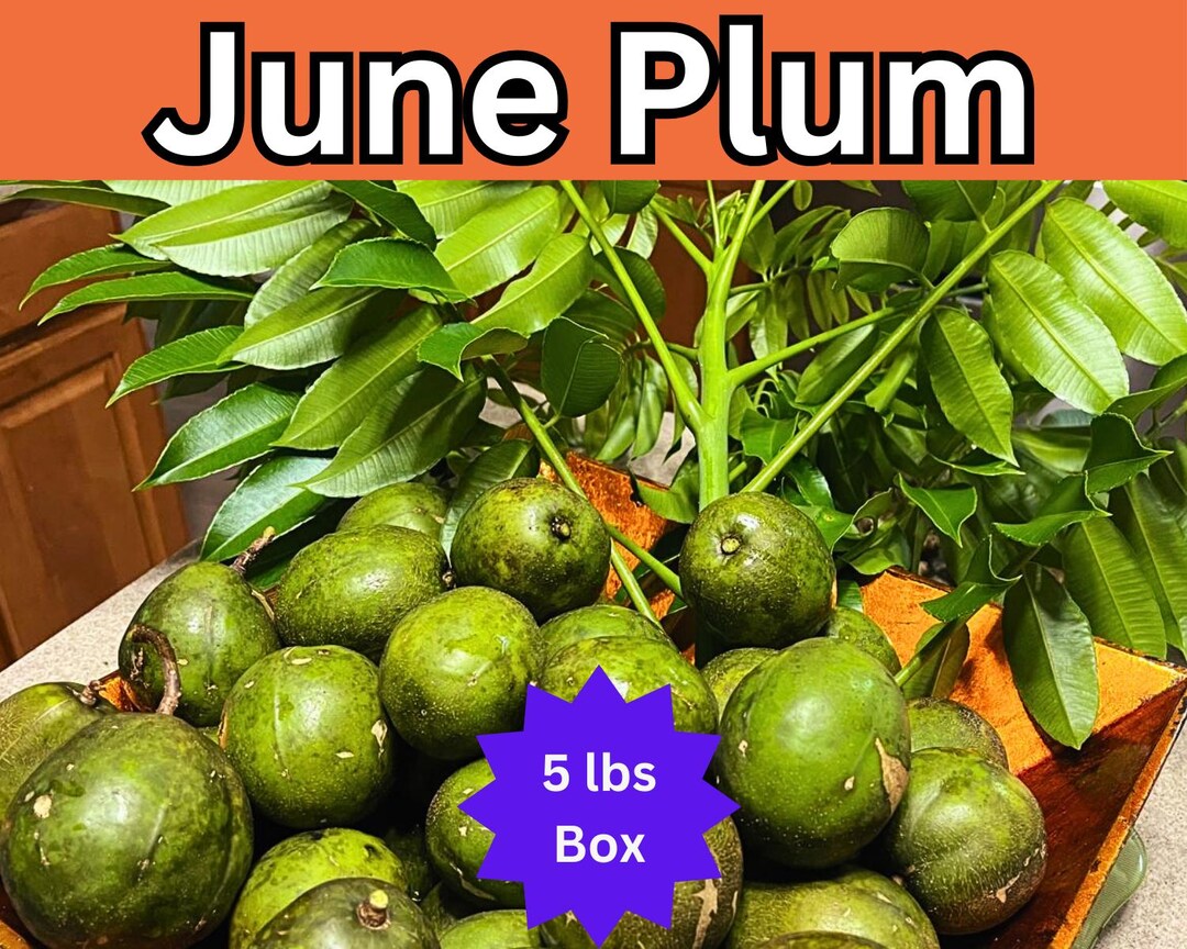 Fresh Florida June Plums: Tangy Tropical Fruit - 5-10 Lbs - Etsy