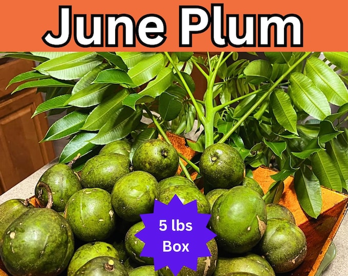 Fresh Florida June Plums: Tangy Tropical Fruit - 5-10 Lbs - Etsy