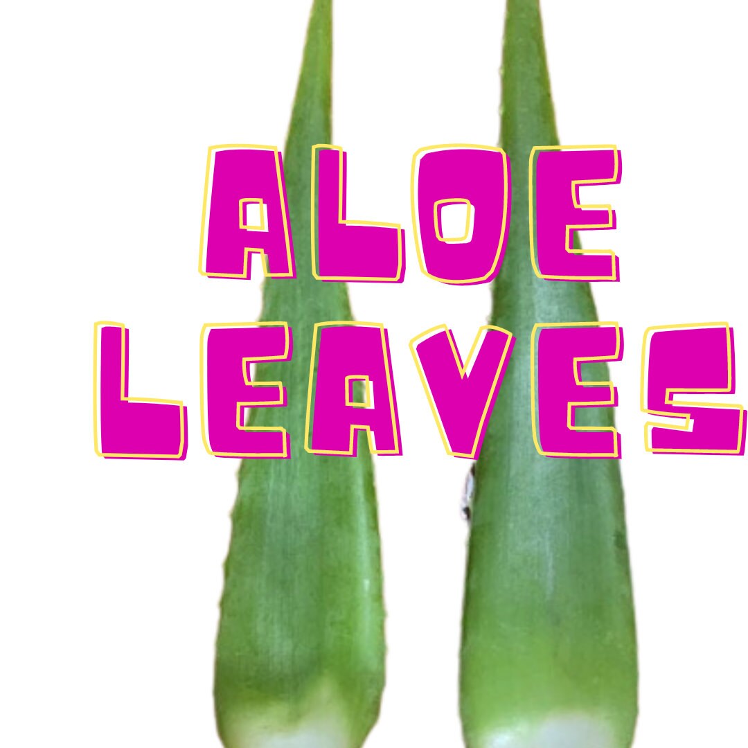 Fresh Aloe Leaves 3, Organic Aloe, Natural Aloe, Healing Aloe, Healing ...