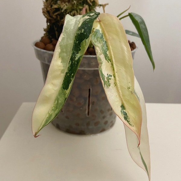 Spiritus Sancti Philodendron Variegated - Etsy