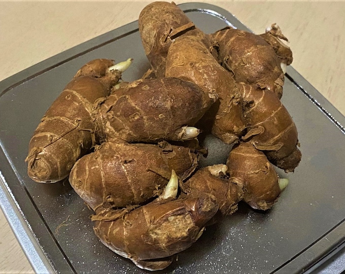 Variegated Spiral Ginger Costus Arabicus Variegatus - Etsy