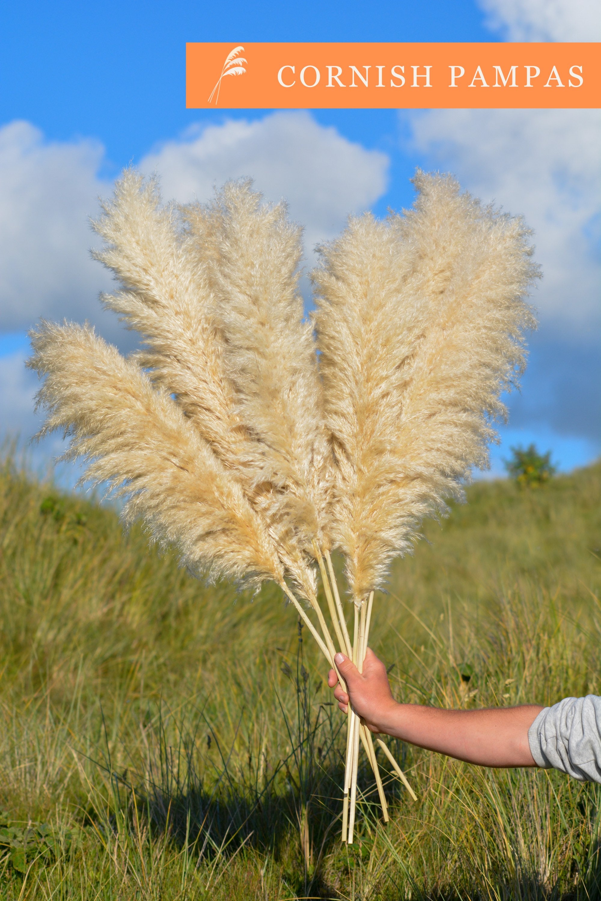 Luxury Large Fluffy Cornish Pampas Grass 110cm - Etsy UK