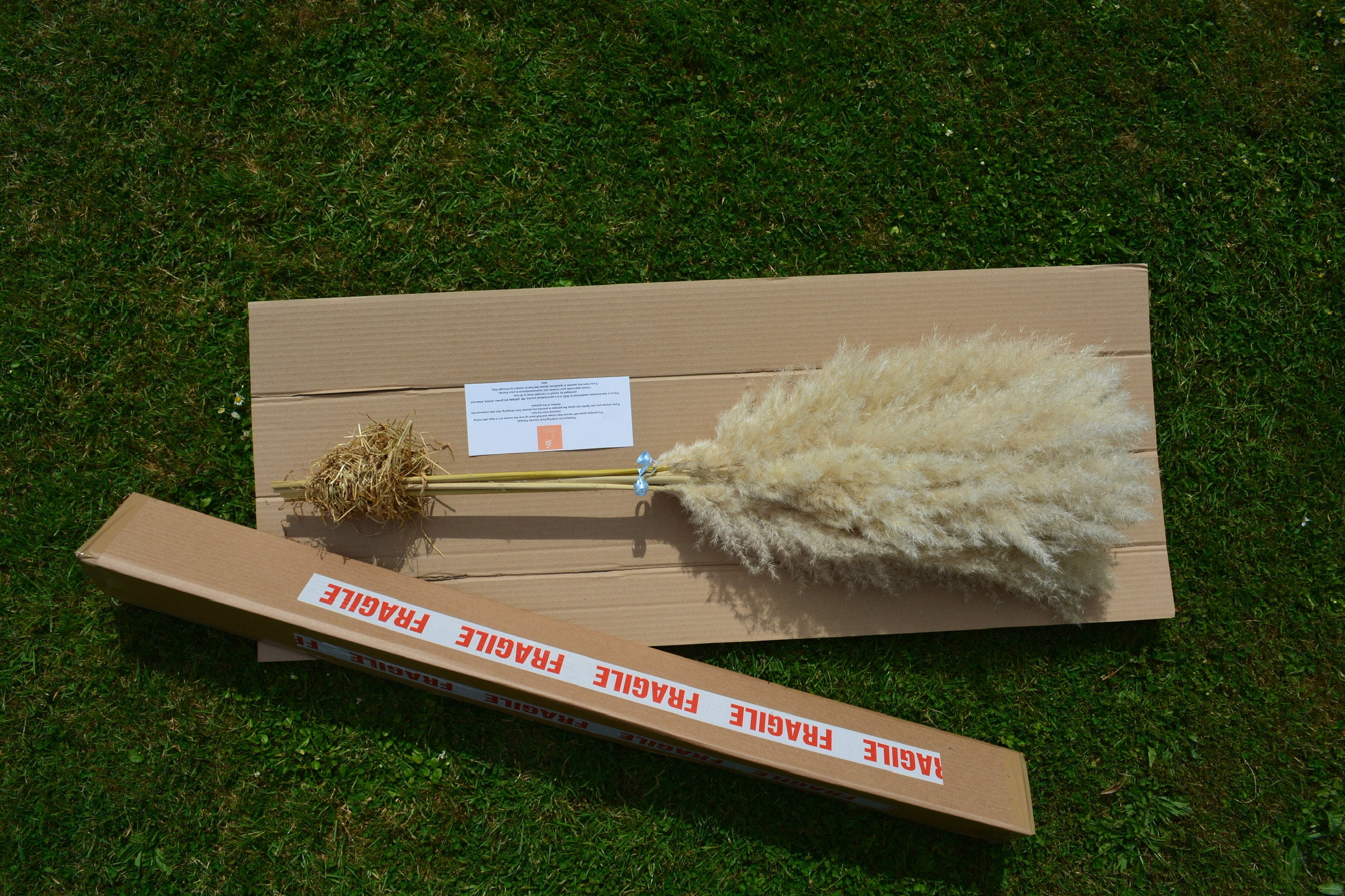 Luxury Large Fluffy Cornish Pampas Grass, Pack 50 STEMS, 110cm ...