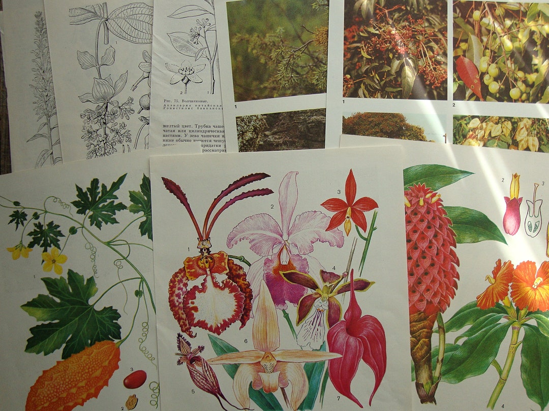 Kit of 20 Sheets From Vintage Botanical Encyclopedia of 1980 - Etsy