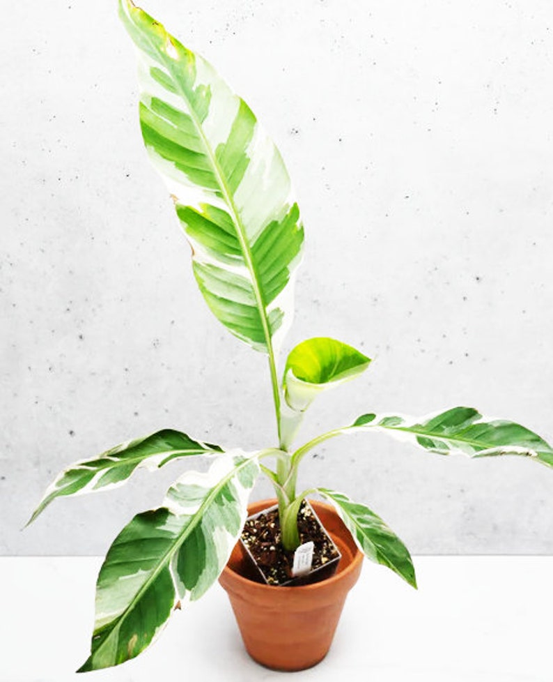 Variegated Albo Musa Banana Live Planting Rhizomes - Etsy