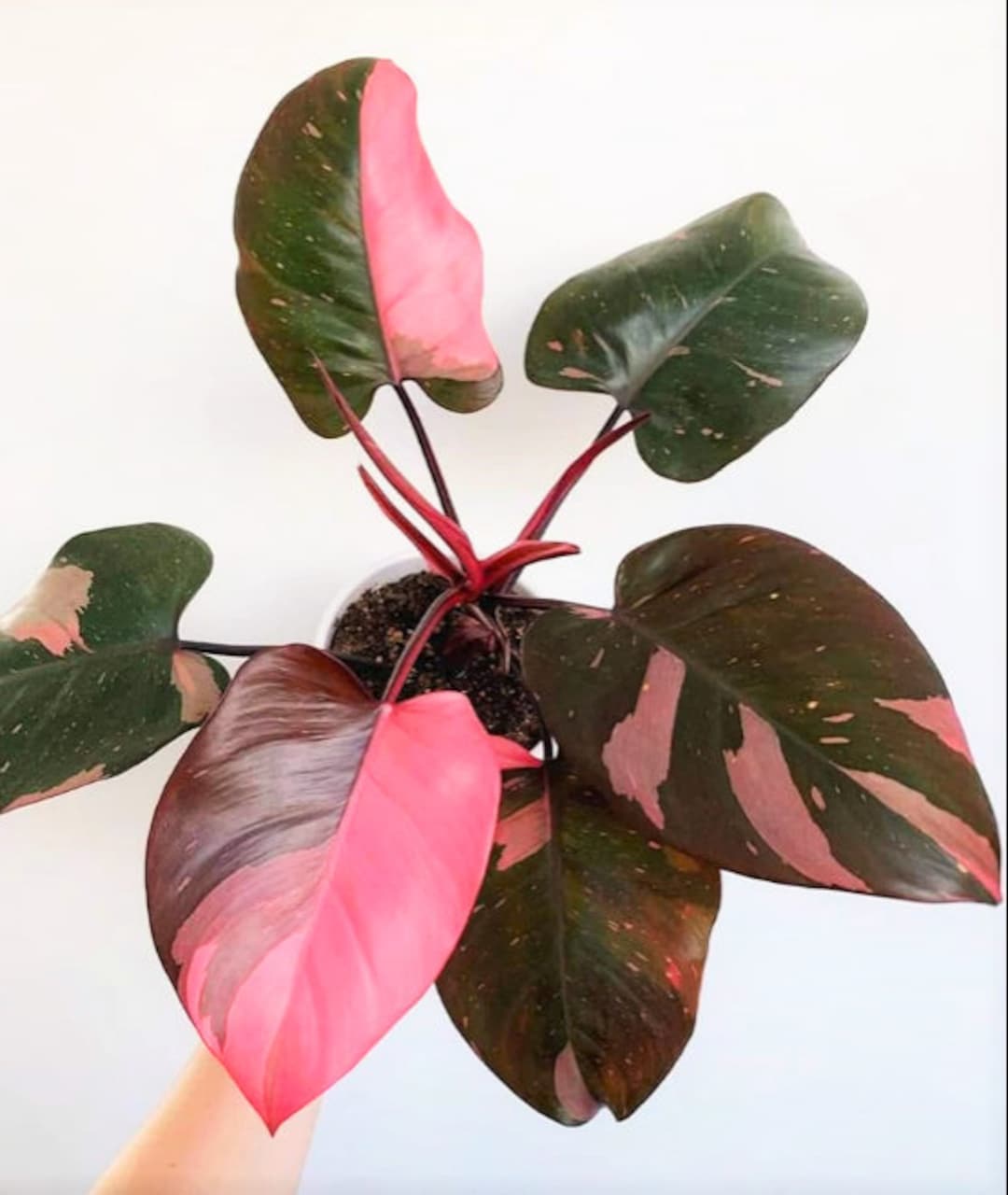 Philodendron Pink Princess Cutting Rooted, Blushing Philodendron, Rare ...