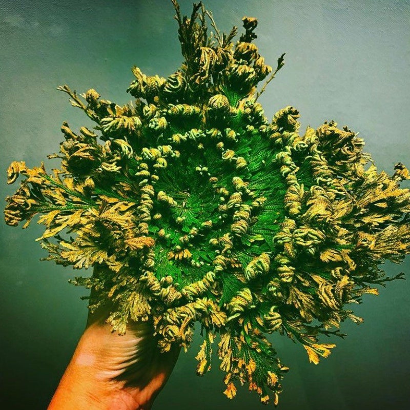 Rose of Jericho - Etsy