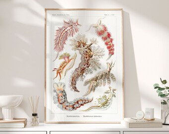 Seashell Vintage Print 4 Antique Sea Shell Illustration - Etsy