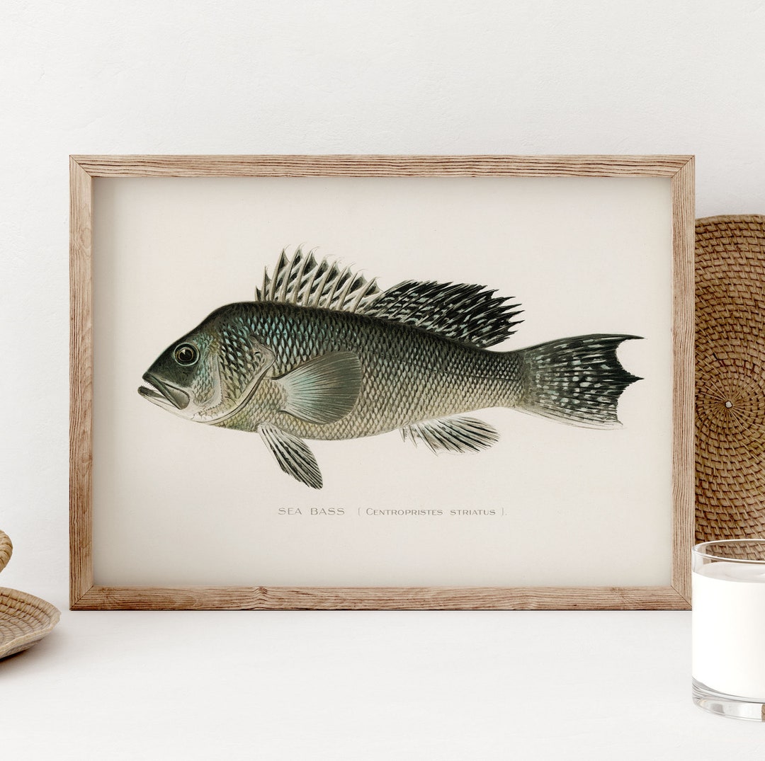 Sea Bass Fish Print, Vintage Fishing Poster Wall Art Decor, Sea Bass ...