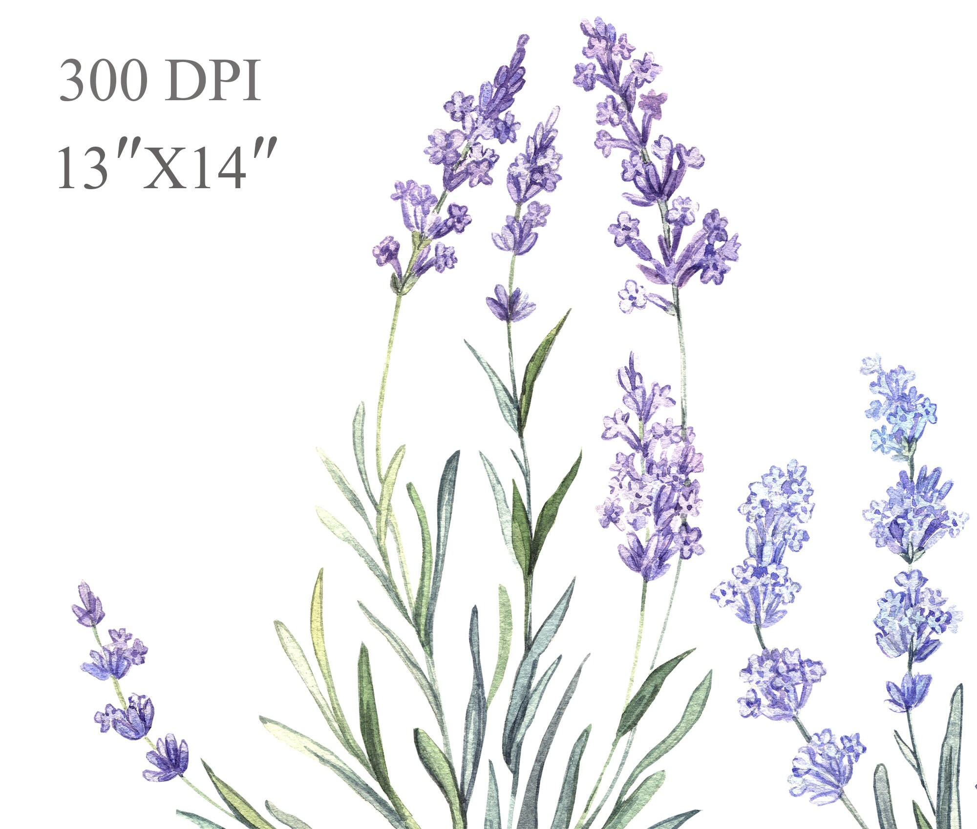 Watercolor Lavender Clipart Watercolor Flowers Hand Painted - Etsy