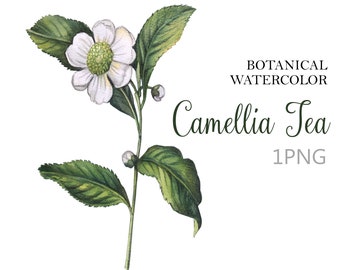 Tea Botanical Print, Tea Botanical Art Print, Tea Wall Art, Tea Decor ...