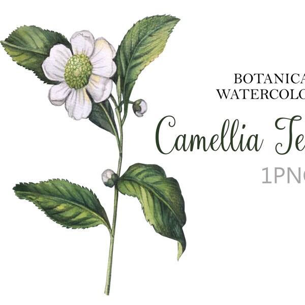 Botanical Watercolor - Etsy