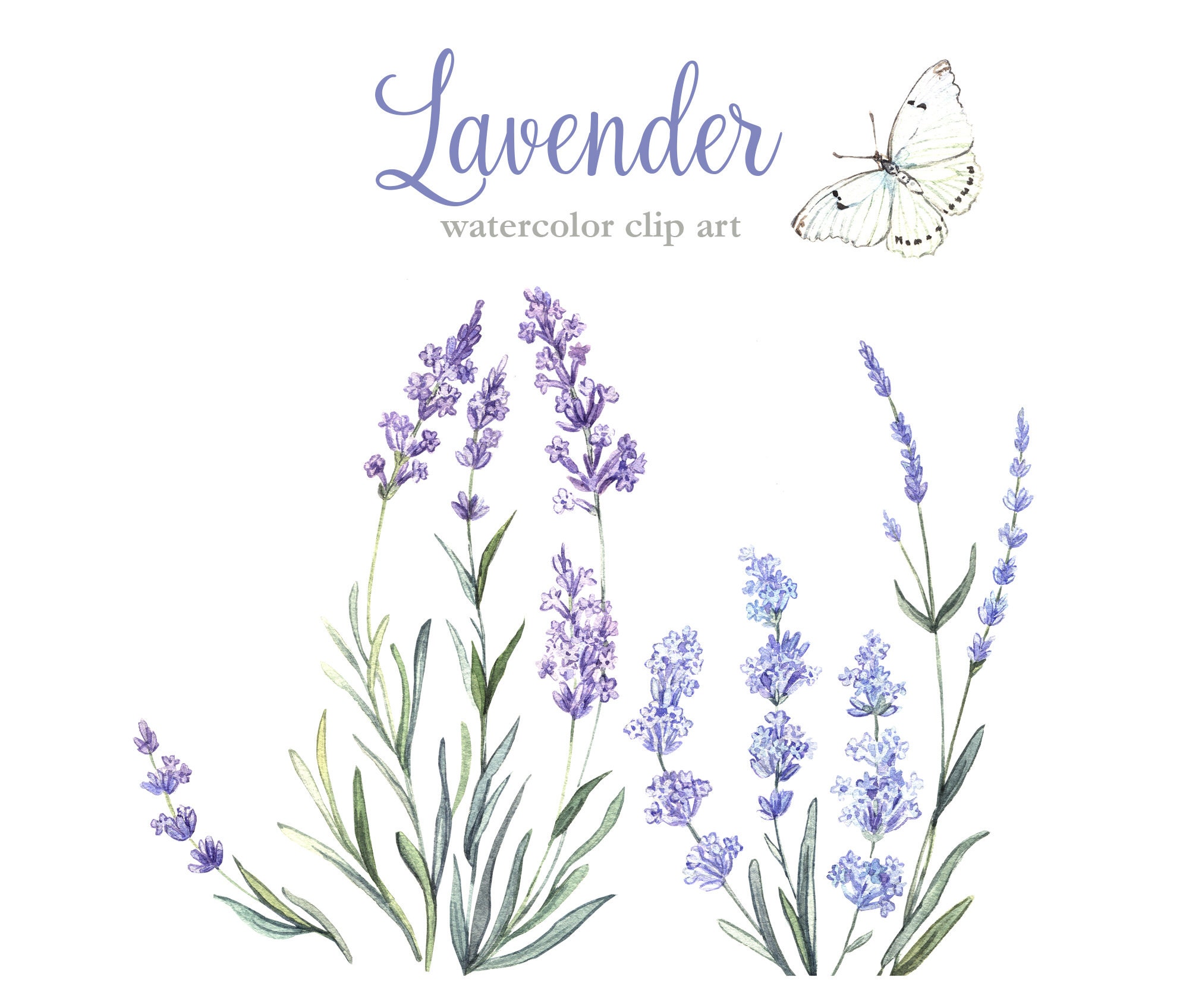 Watercolor Lavender Clipart Watercolor Flowers Hand Painted - Etsy