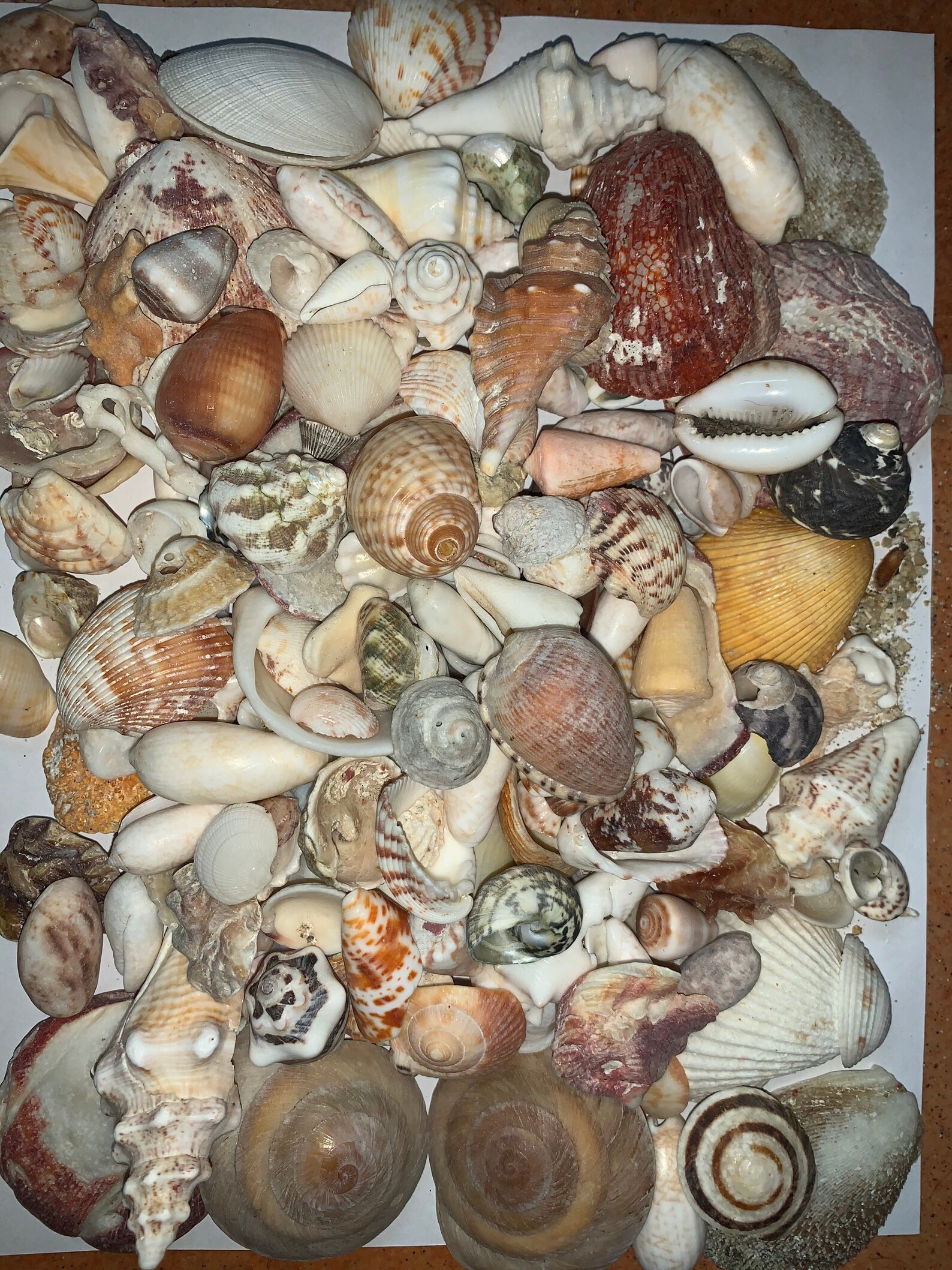 Genuine Bulk Lot Real Sea Shells From Vieques Island, Puerto Rico ...