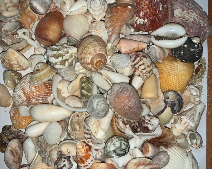 Genuine Bulk Lot Real Sea Shells From Vieques Island, Puerto Rico ...