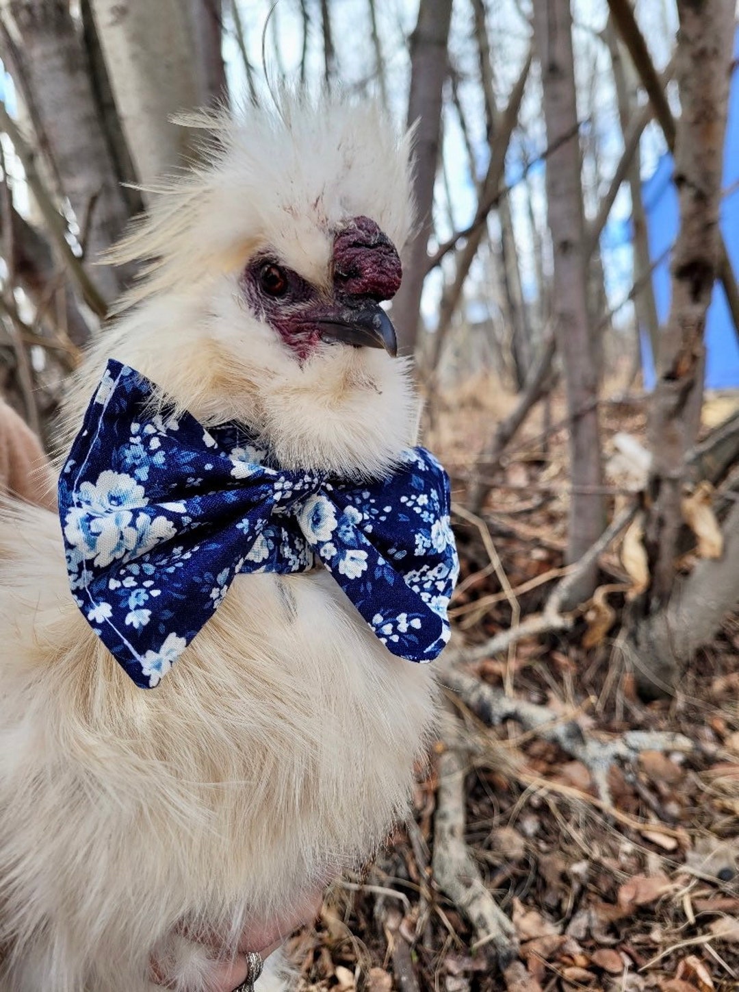 Low Crow Rooster Collar - Etsy